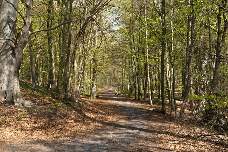Forest Path in Early Spring Stock Image - Image of outdoor, lush: 247816151