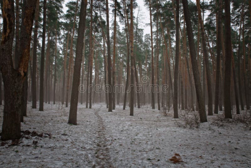 Forest Path in Early Spring. Stock Image - Image of rural, green: 92988417