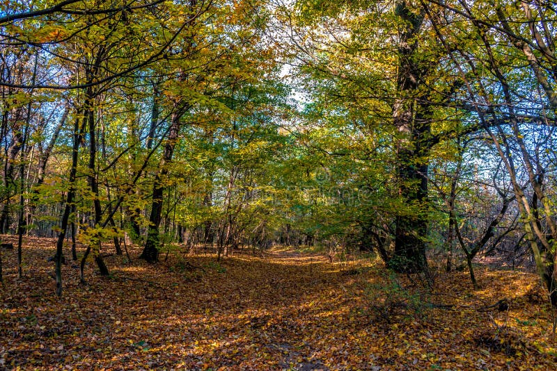 Forest Path on Edge of Forest, Autumn, Slovakia Stock Photo - Image of ...