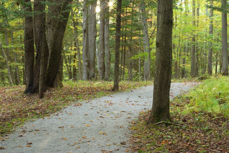Forest Path Fall Landscape Trees Tranquil Scene Stock Image - Image of ...