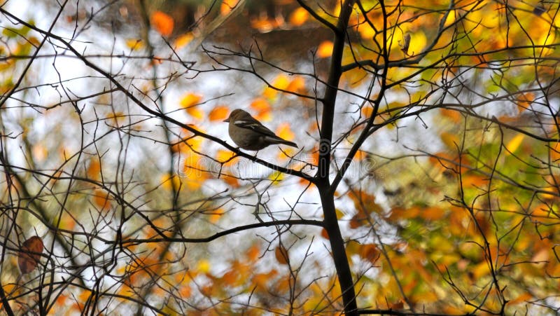 Forest Bird in Fall with Coloring Leaves Stock Image - Image of scenery ...