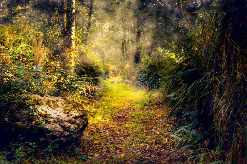 A forest path in the fog stock photo. Image of colorful - 343752186