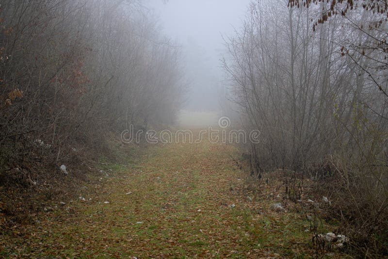 Forest path in the fog stock image. Image of travel - 265776607