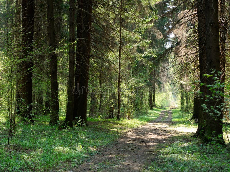 Forest path stock image. Image of avenue, scene, forest - 31023583