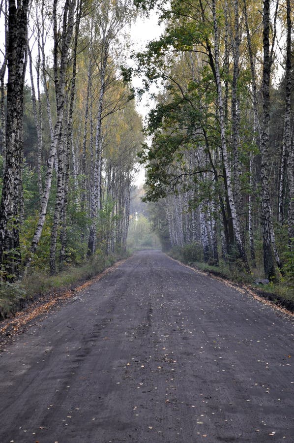 Forest Path through the Forest Dirt Road, Tall Birch Trees White Trunks ...