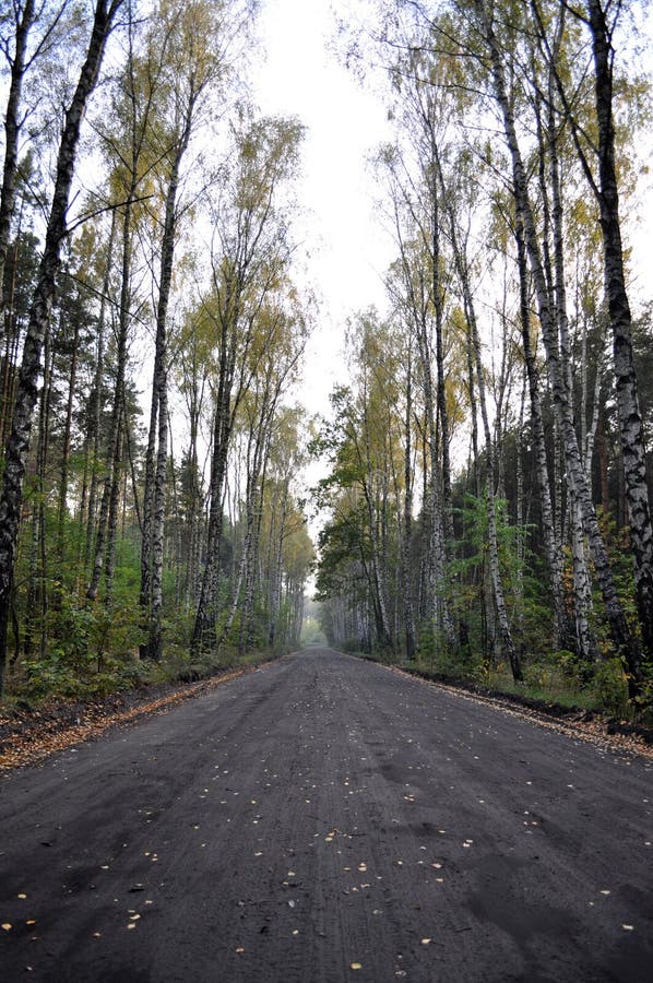 Forest Path through the Forest Dirt Road, Tall Birch Trees White Trunks ...