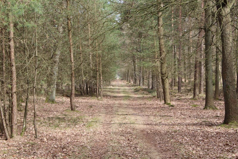 Forest Path stock photo. Image of landscape, path, spring - 114007346