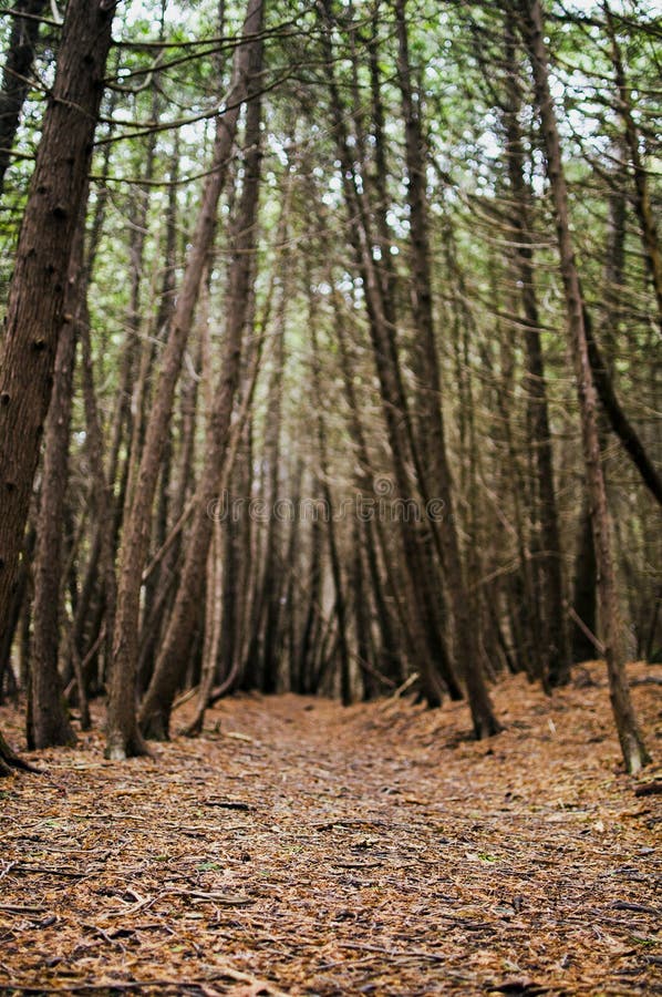 Forest Path stock photo. Image of dirt, outdoors, adventure - 74921268