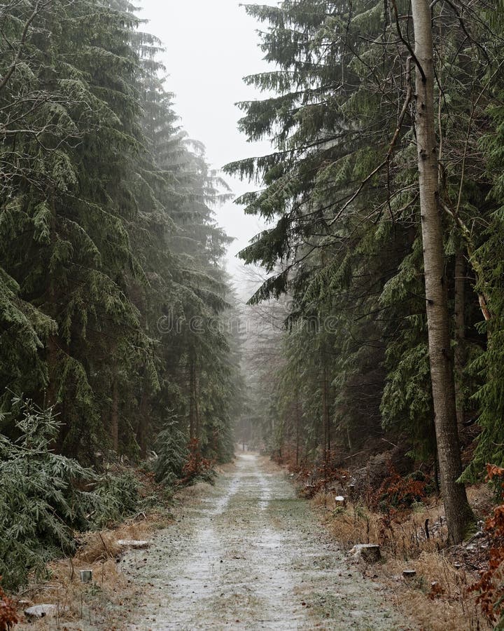 Forest Path after Freezing Rainezing Rain Stock Image - Image of cold ...