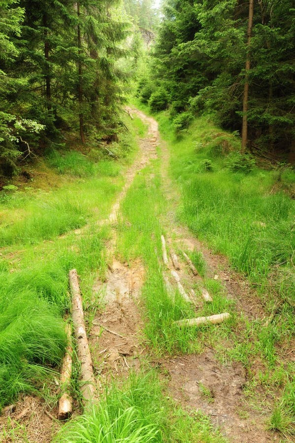Forest path with grass stock image. Image of landscape - 108264773
