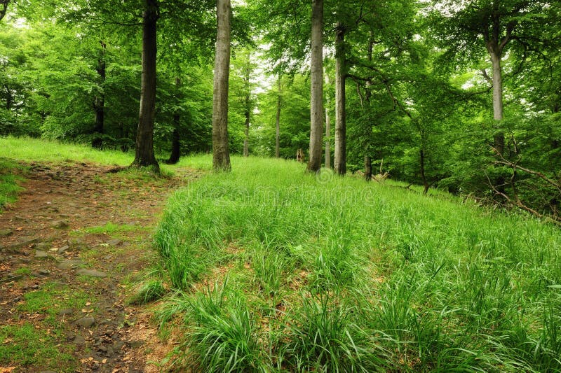 Forest path with grass stock photo. Image of tree, season - 118354676