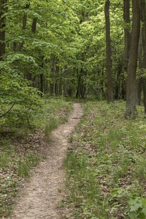 Forest Path between Green Big Trees Stock Photo - Image of rural, path ...