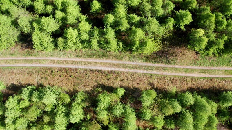 Forest Path in a Green Forest from Above Stock Video - Video of video ...