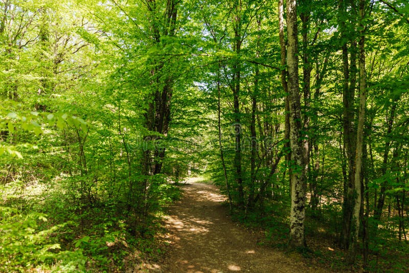 Forest Path Green Large Trees Thicket Stock Photo - Image of outdoors ...