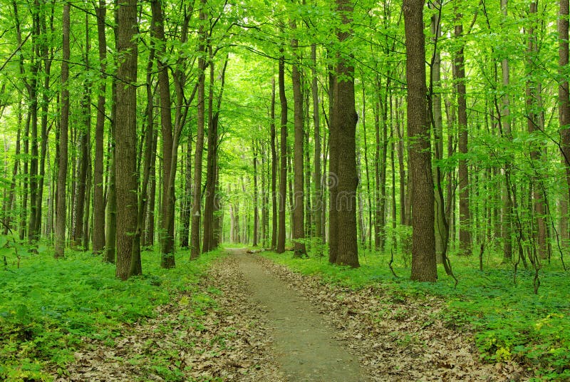 Forest stock image. Image of reserve, morning, plant - 268561165