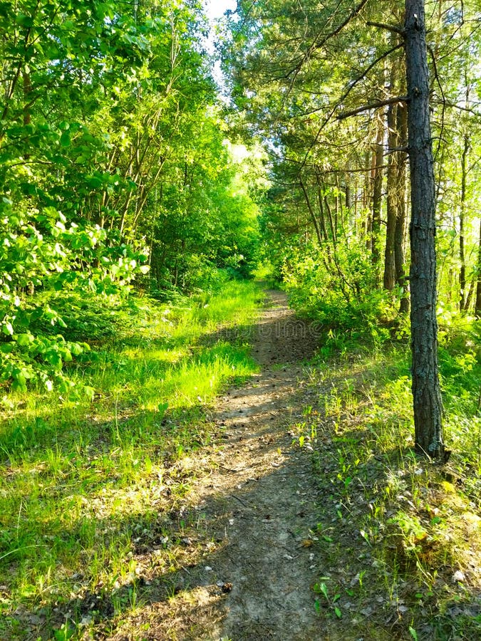 A Forest Path between Green Trees. Beautiful Sunny Day in the Forest ...