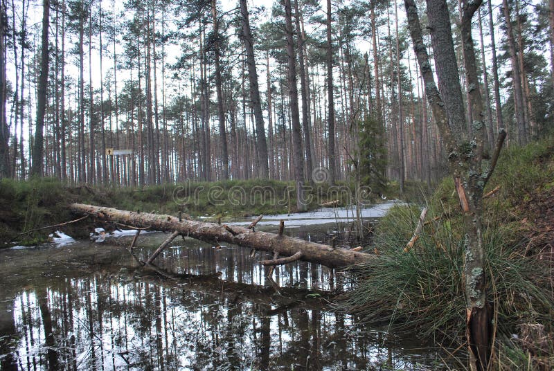 Swamp stock image. Image of forest, green, snow, beautiful - 112289185