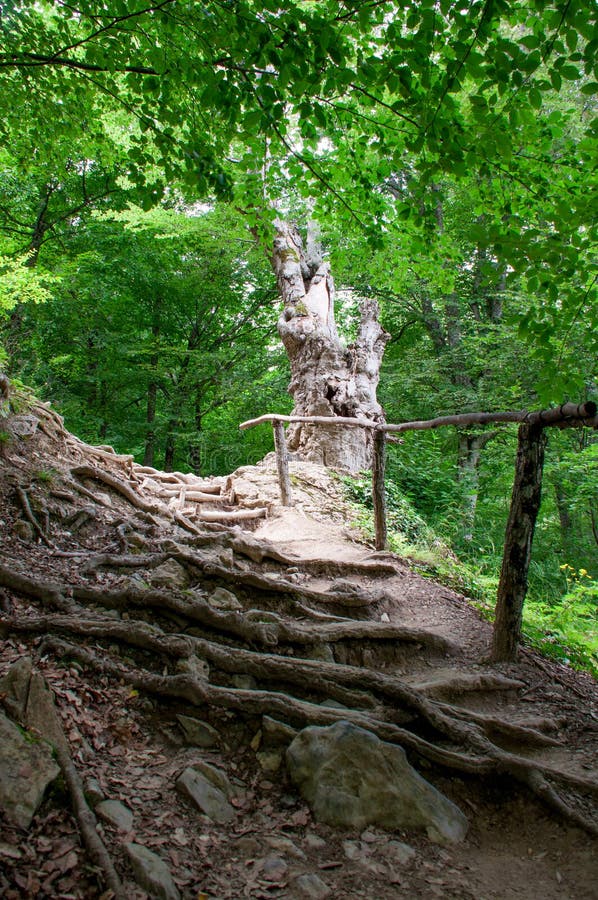Forest path with handrails stock photo. Image of scenics - 71072416
