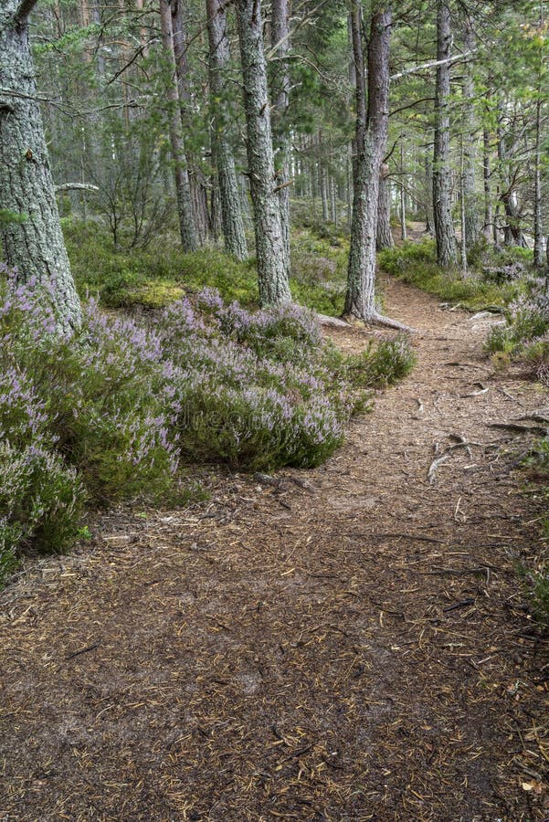 Forest Path and Heather at Abernethy Caledonian Forest in Scotland ...