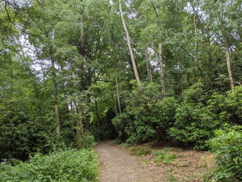 Forest Path through a Heavily Forested Area Stock Photo - Image of bush ...
