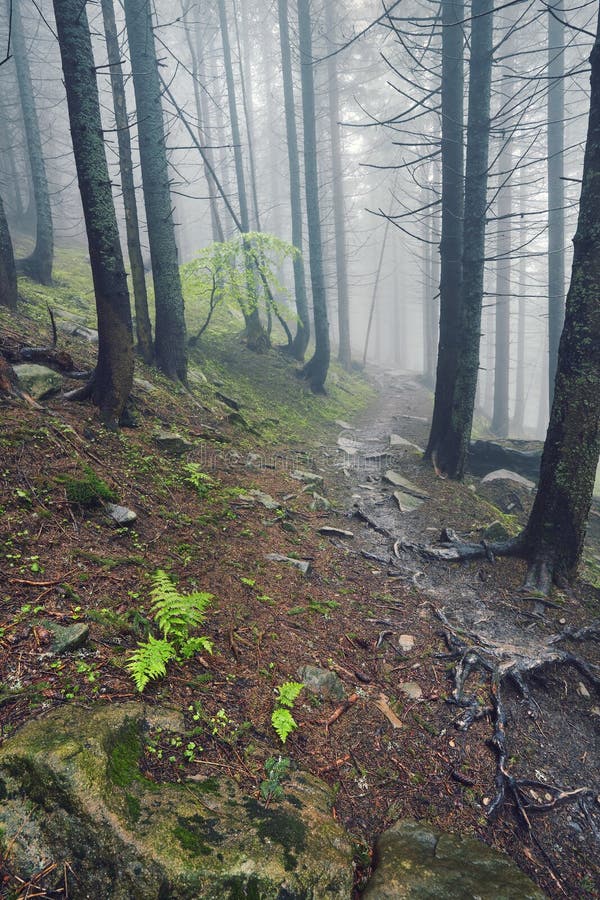 Forest Path through Heavy Forest, Light Fog and Fern Line Stock Photo ...
