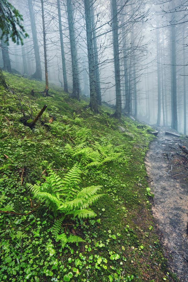 Forest Path through Heavy Forest, Light Fog and Fern Line Stock Photo ...