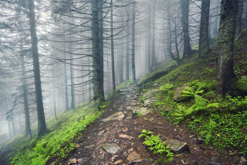 Forest Path through Heavy Forest, Light Fog and Fern Line Stock Photo ...