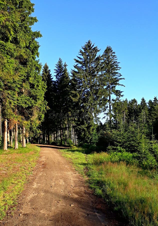 Forest Path with Higher Trees and Blue Sky Stock Photo - Image of ...