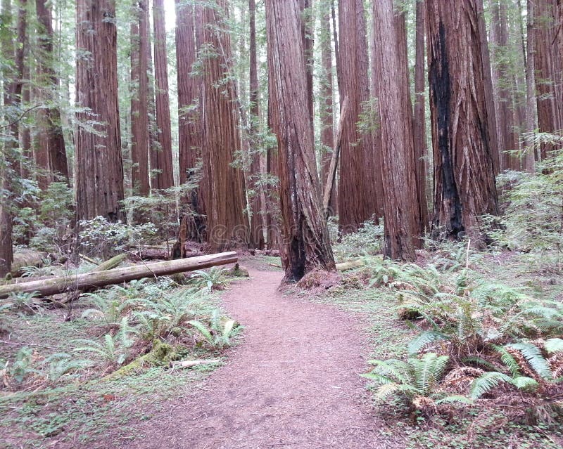 Rainforest of the California Academy of Sciences Editorial Stock Photo ...