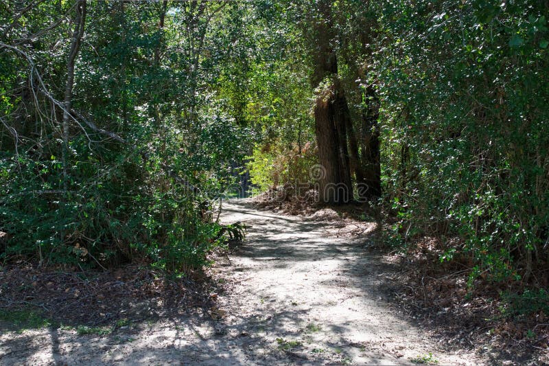 Forest Path Hiking Trail through Shady Tree Thicket. Stock Photo ...