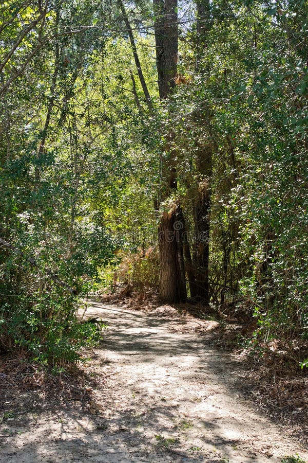Forest Path Hiking Trail through Tree Thicket. Stock Image - Image of ...