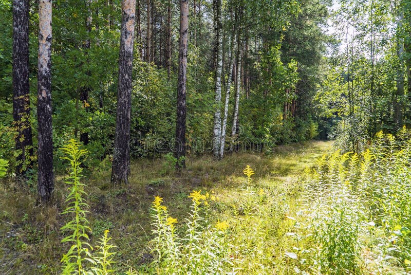 Forest Path Illuminated by Bright Sunlight . Leningrad Region. Stock ...