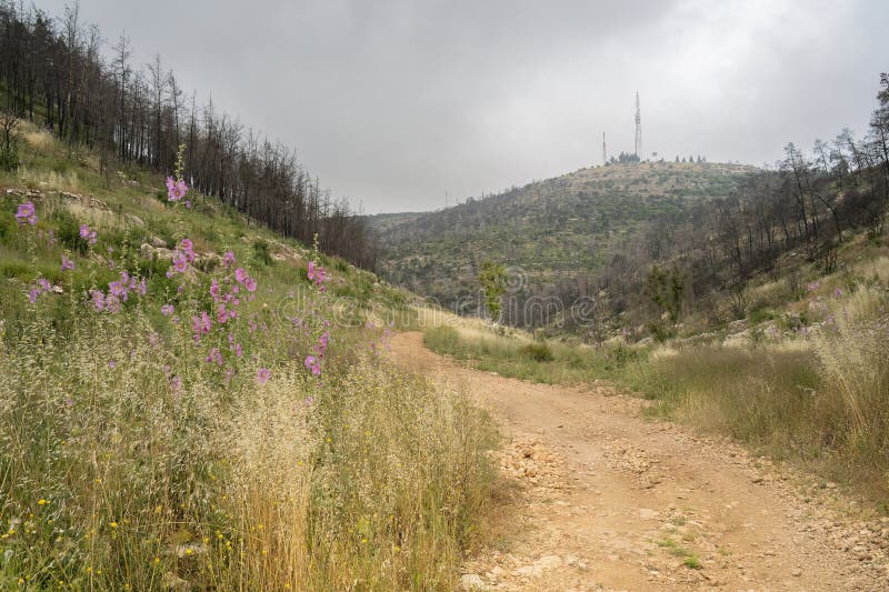 A Forest Path in the Judea Mountains, Israel Stock Image - Image of ...