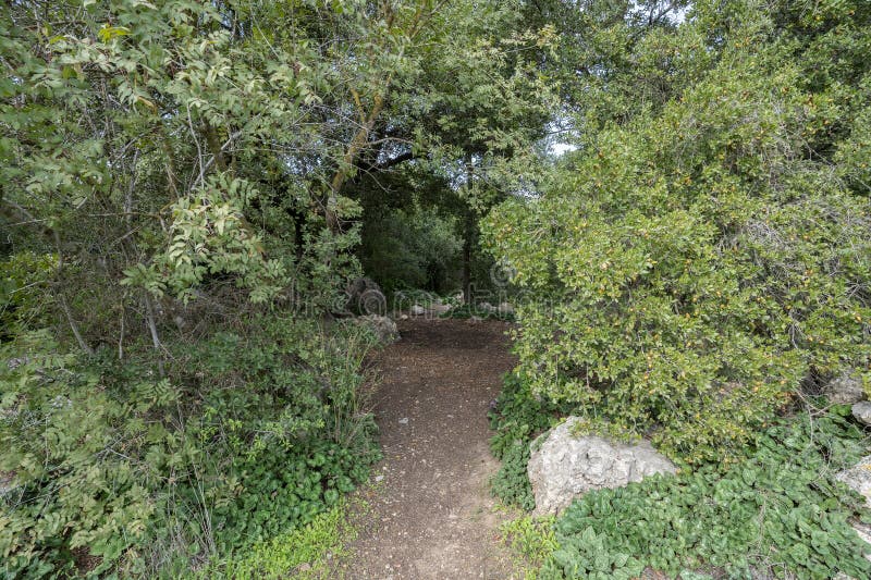 A Forest Path in the Judea Mountains, Israel Stock Image - Image of ...