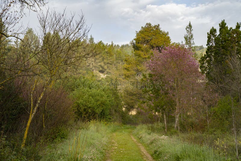 Pathway Jerusalem Stock Photos - Free & Royalty-Free Stock Photos from ...