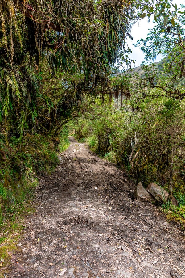 Forest Path in the Jungle Overgrown with Plants Stock Photo - Image of ...