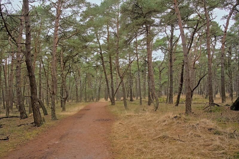 Forest Path in Kalmthout Heath Nature Reserve Stock Image - Image of ...