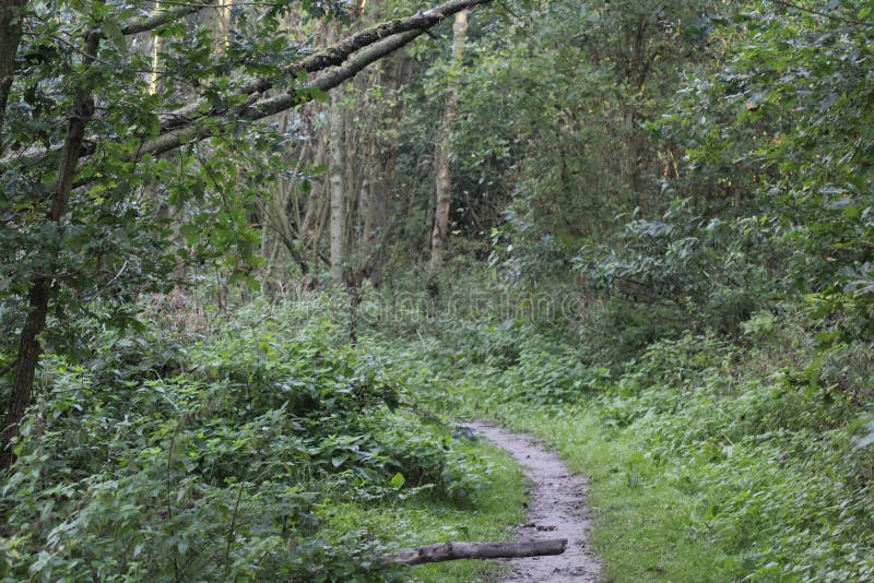Forest path stock image. Image of reed, vegetation, path - 78551371