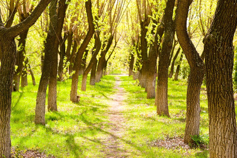 Forest path landscape stock image. Image of nature, lush - 71024491