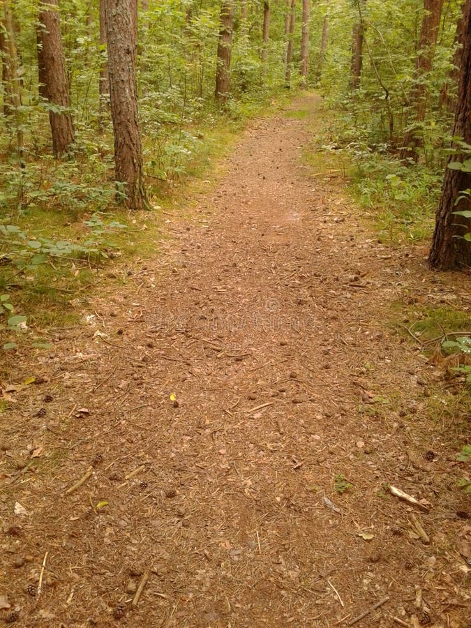 Forest path stock image. Image of path, leading, outdoor - 43161047