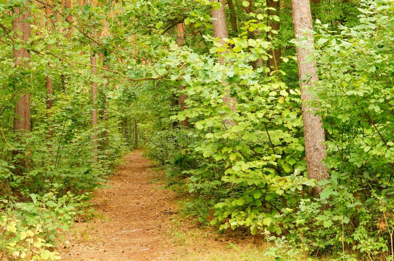 Forest path stock image. Image of stem, forest, natural - 43181235