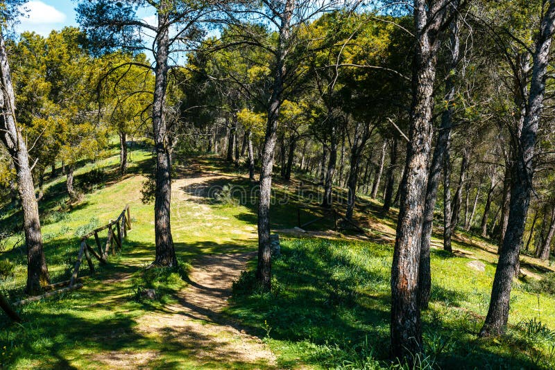 Forest Path Leading through the Green Forest Stock Photo - Image of ...