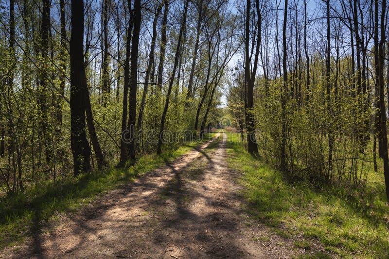A Forest Path Leading through a Spring Floodplain Forest with Beautiful ...