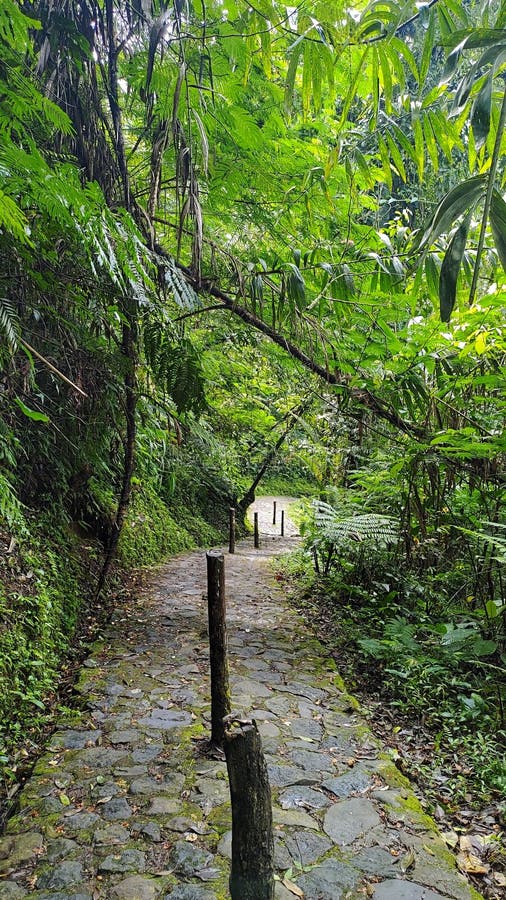 Forest Path Leading To a Beautiful Waterfall Stock Photo - Image of ...