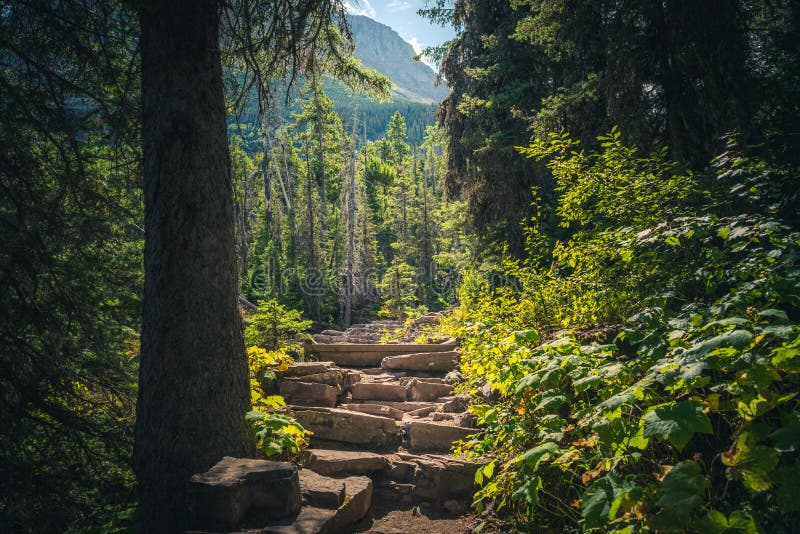 Forest Path Leading To Sunlight. Stock Image - Image of hiking, natural ...