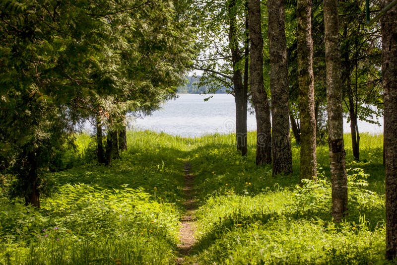 Forest Path Leading To the Water Stock Image - Image of flora, tree ...