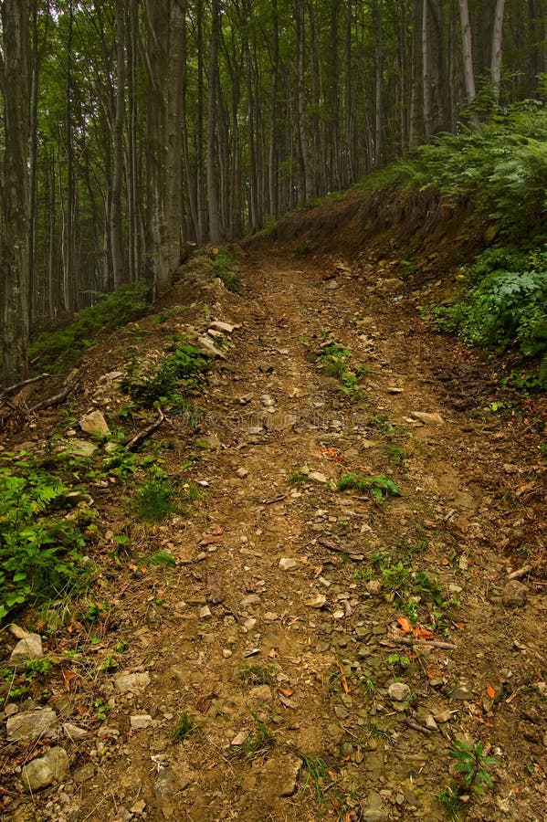 Forest Path Leading Up To the Mountain Stock Photo - Image of ...
