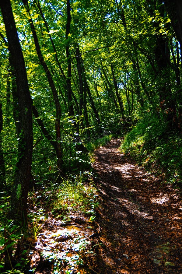 Forest path leading uphill stock photo. Image of uphill - 265419884