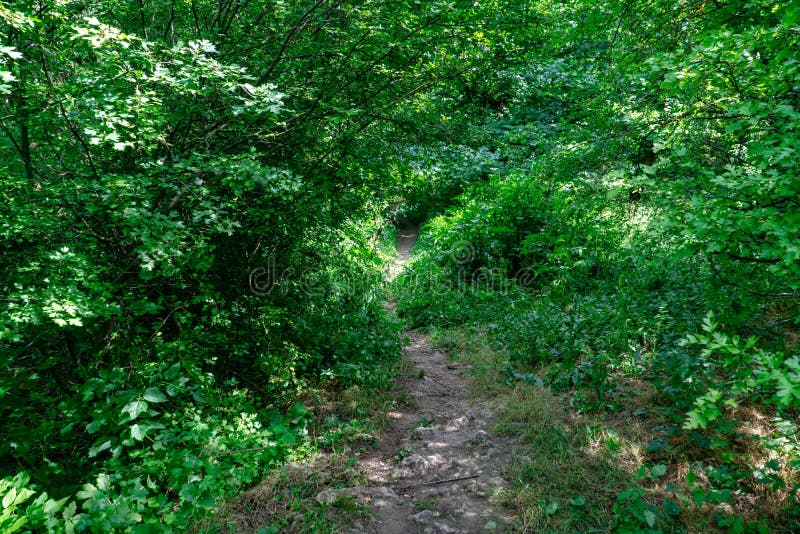 A Forest Path Leads through a Dense Forest Stock Image - Image of ...