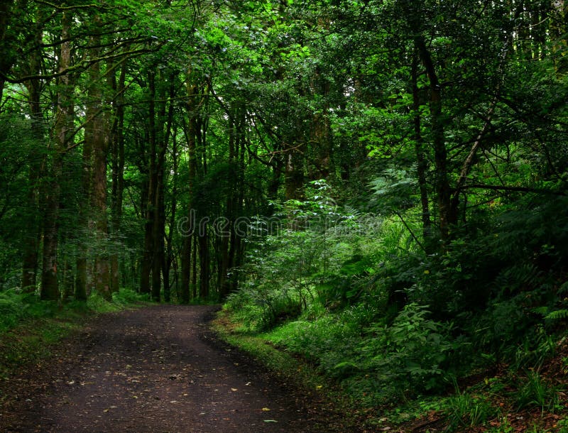 Forest Path with Light and Shade on a Grey Day Stock Photo - Image of ...